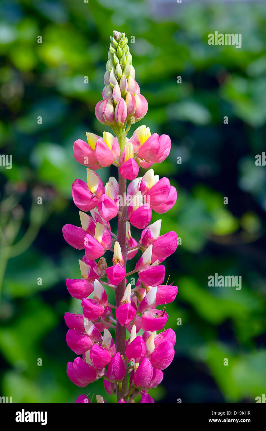 Close up of a lupine flower in a garden Stock Photo - Alamy
