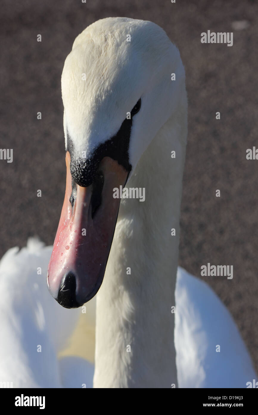 Pure white plumage hi-res stock photography and images - Alamy