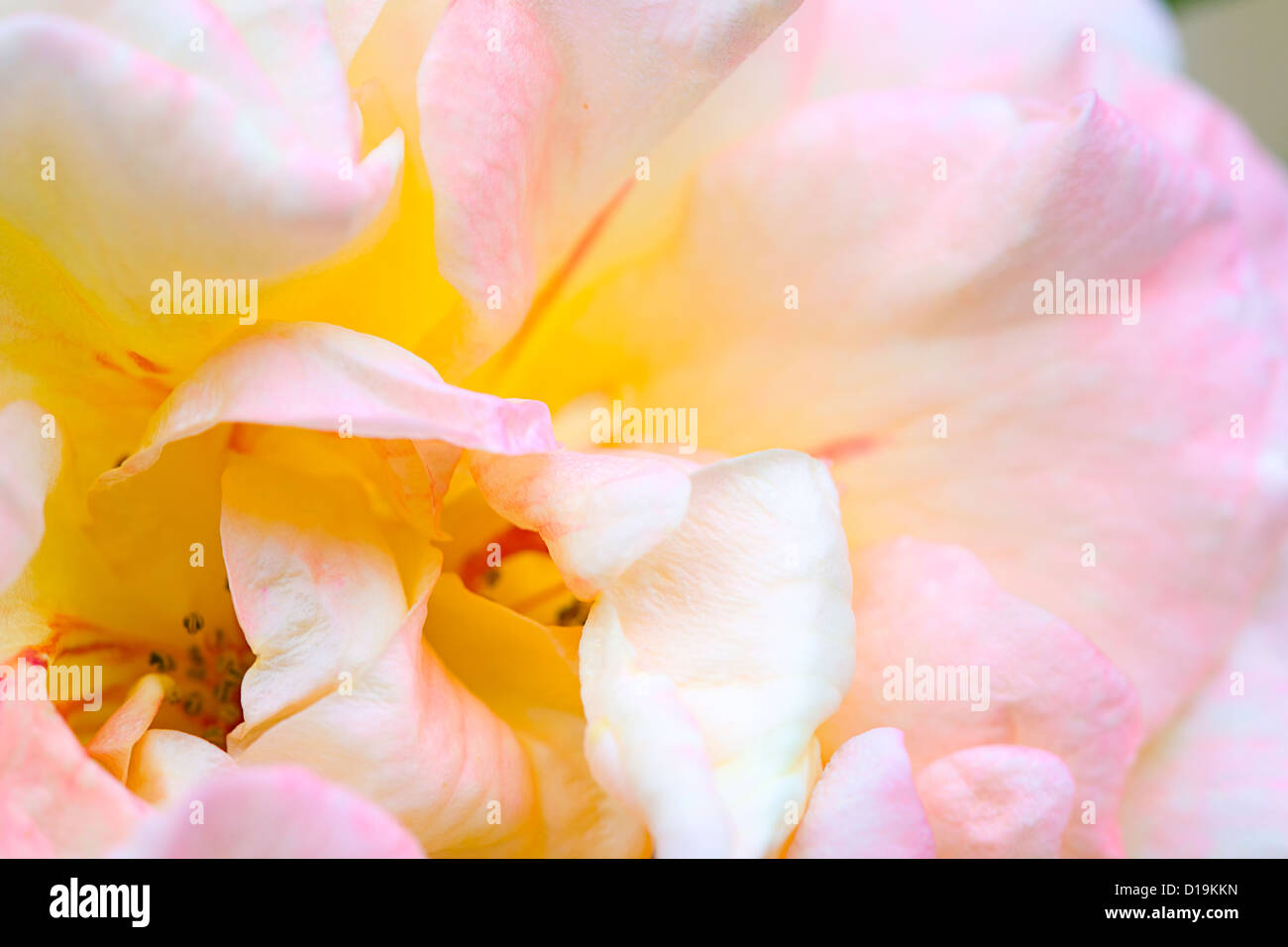 Close up of a rose flower inside Stock Photo - Alamy
