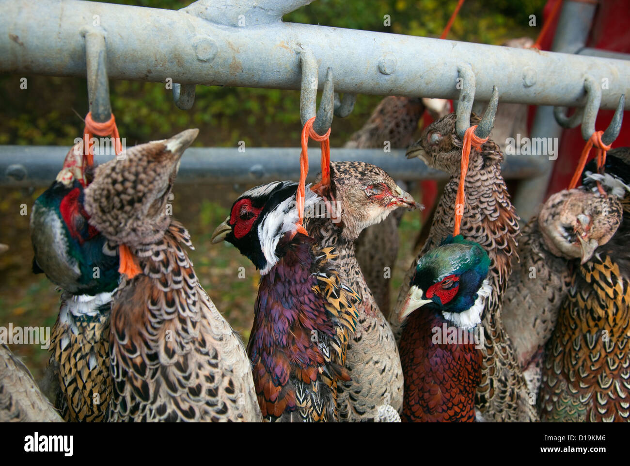 shot pheasants on game shoot Stock Photo - Alamy