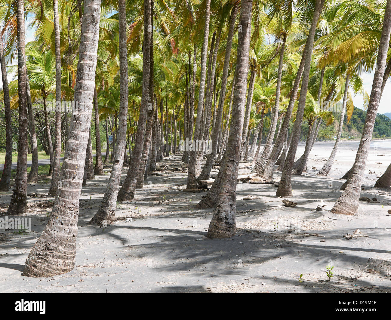 palms on the beach of Playa Samara; Nicoya Peninsula; Costa Rica ...