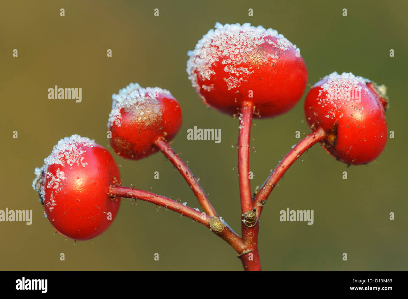 Rosa rugosa winter hi-res stock photography and images - Alamy