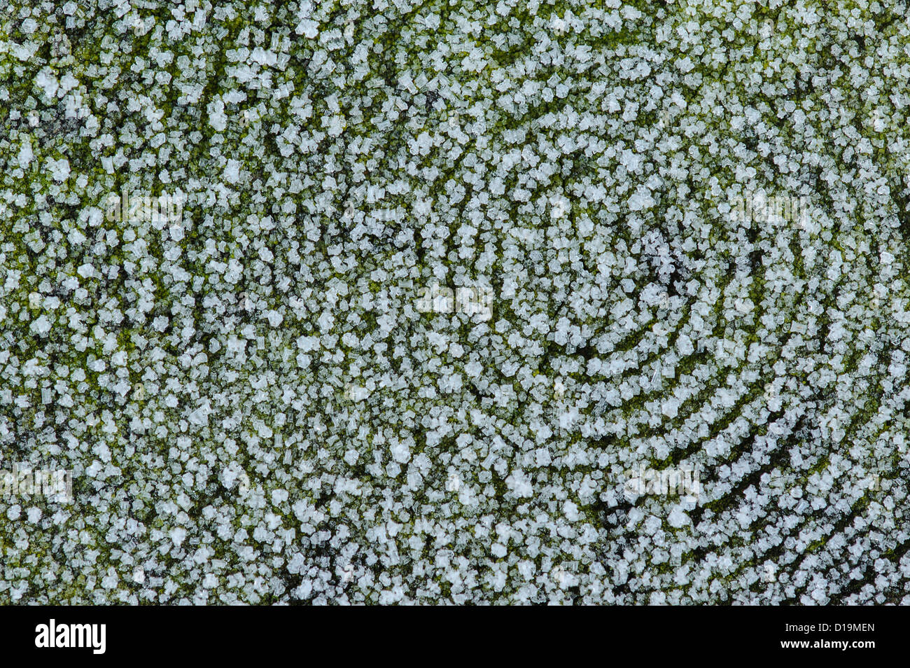 hoarfrost on annual rings of a tree Stock Photo - Alamy