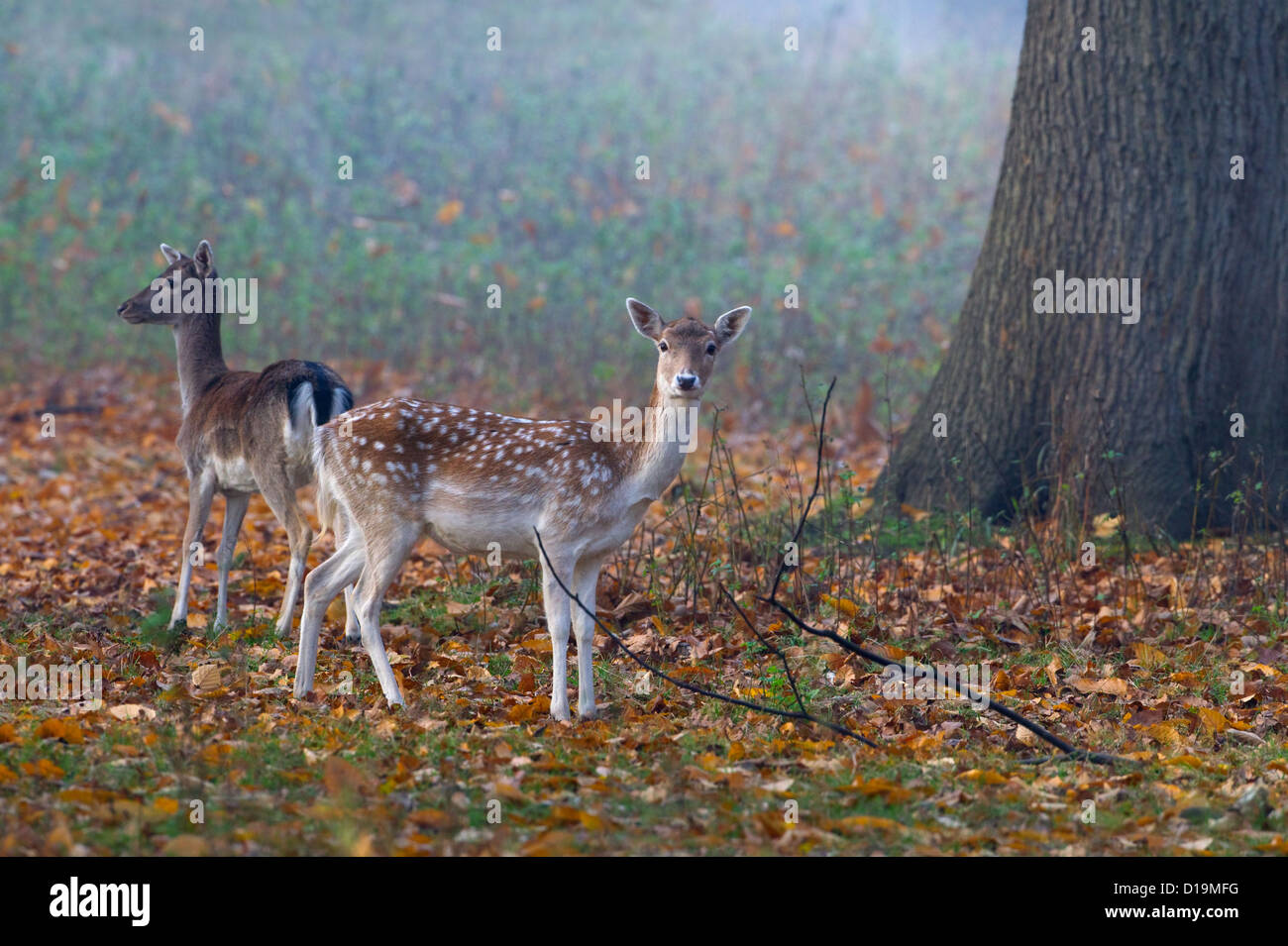 Fallow Deer Cervus dama Does feeding under oak tree Stock Photo - Alamy