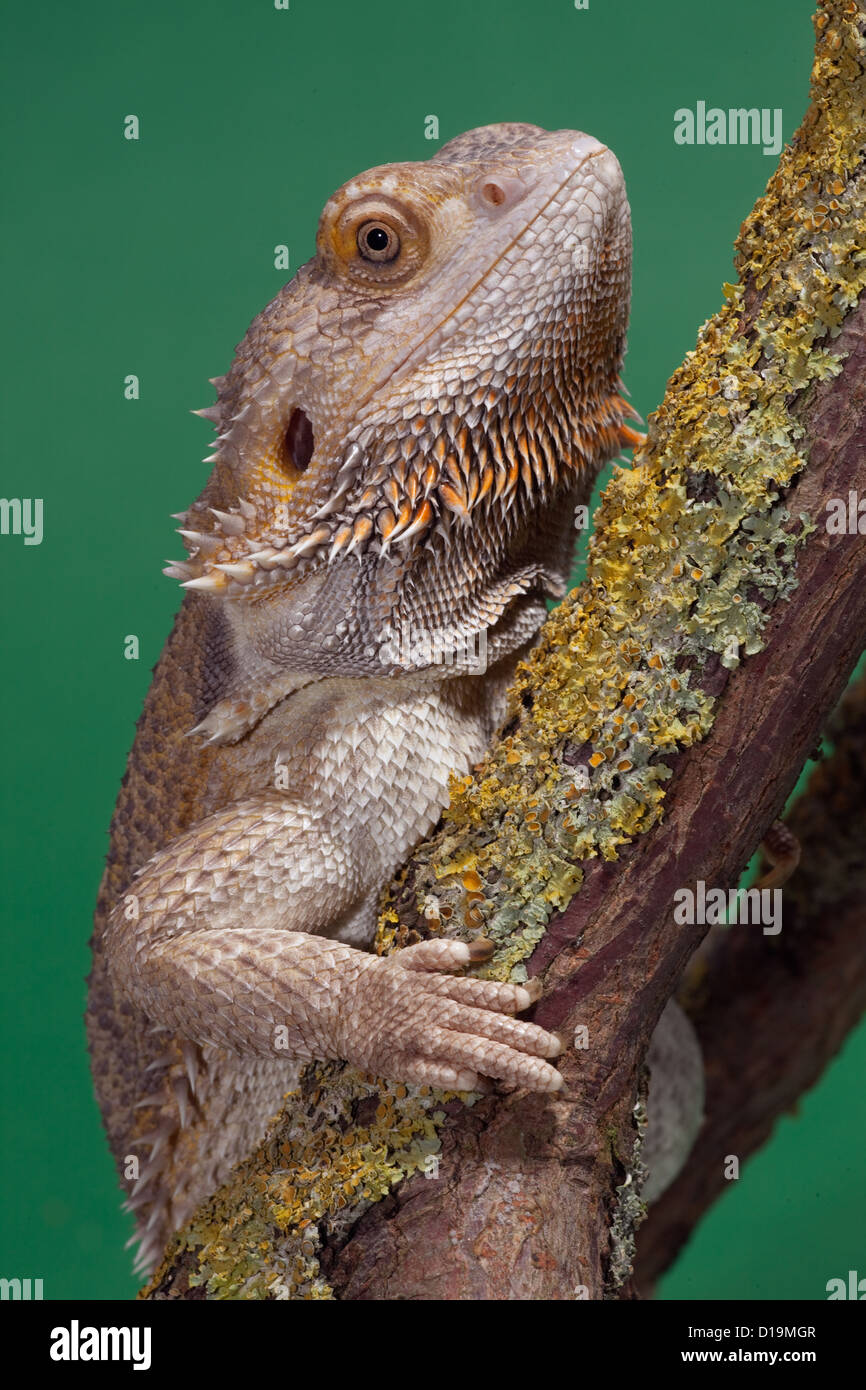 Frill-necked LizardnChlamydosaurus kingii Portrait Stock Photo - Alamy