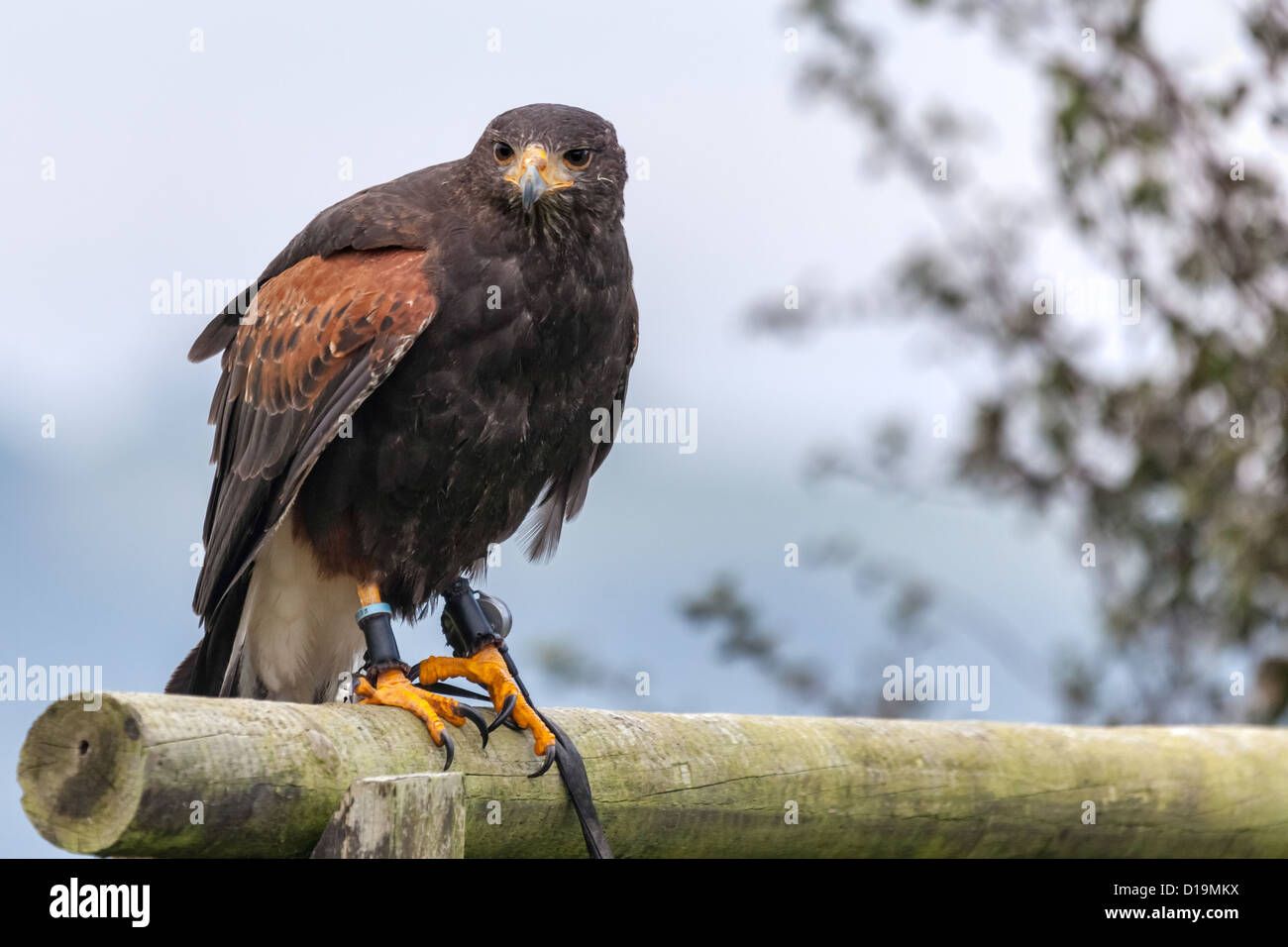 Harris Hawk (Parabuteo unicinctus Stock Photo - Alamy