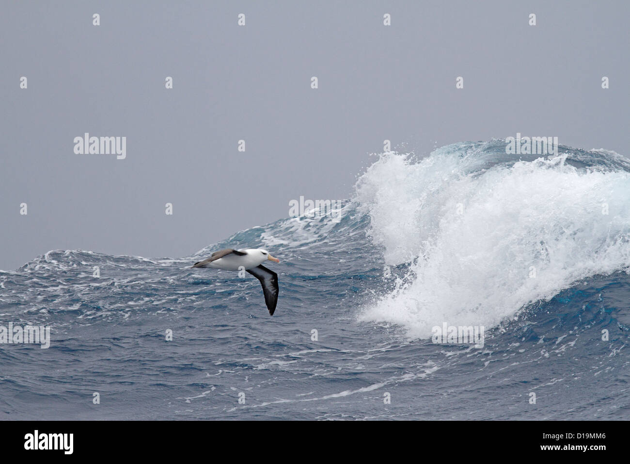 Black browed Albatross flying over a very rough sea in the South ...