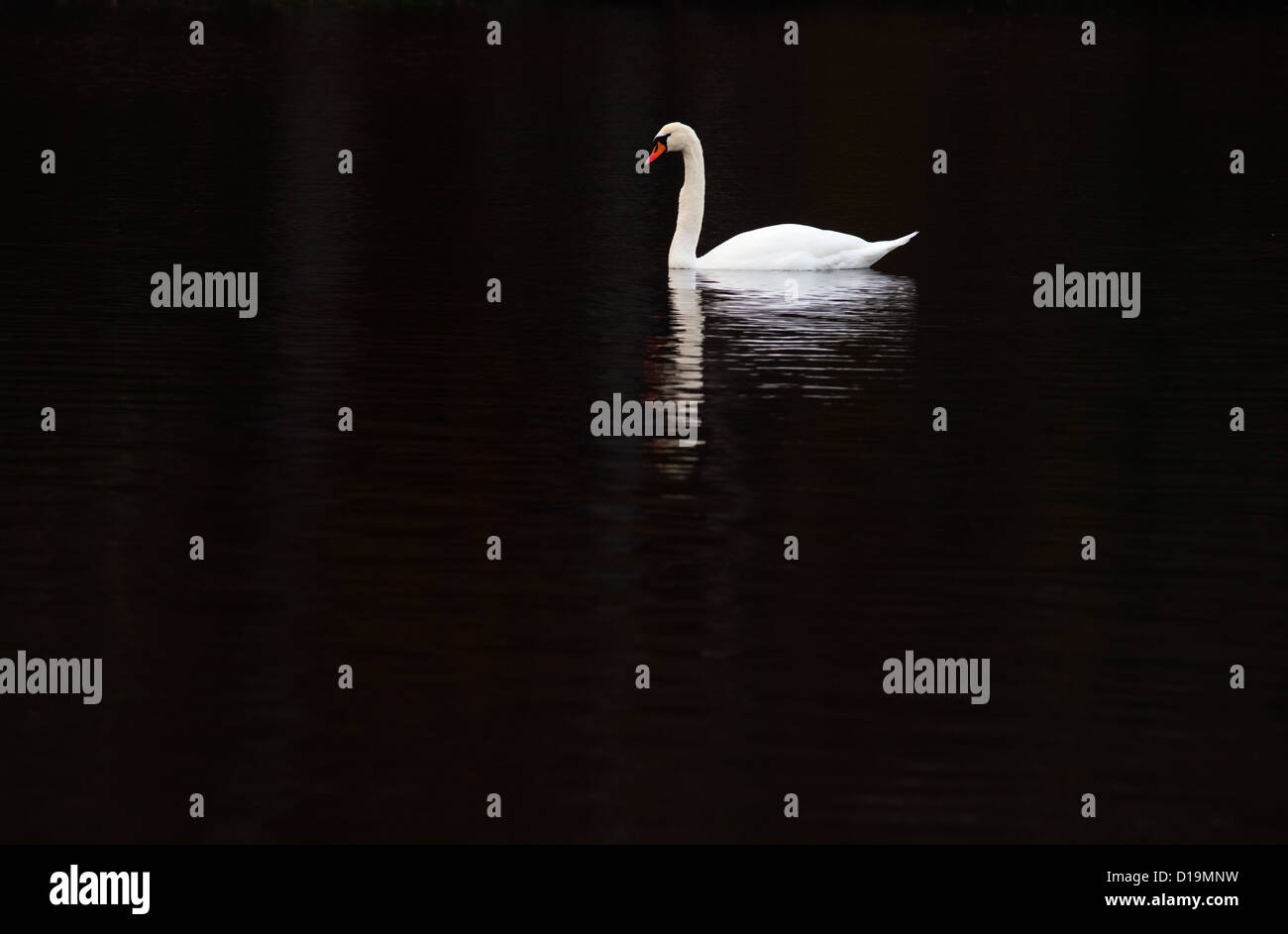 Black swan swimming preening in hi-res stock photography and images - Alamy