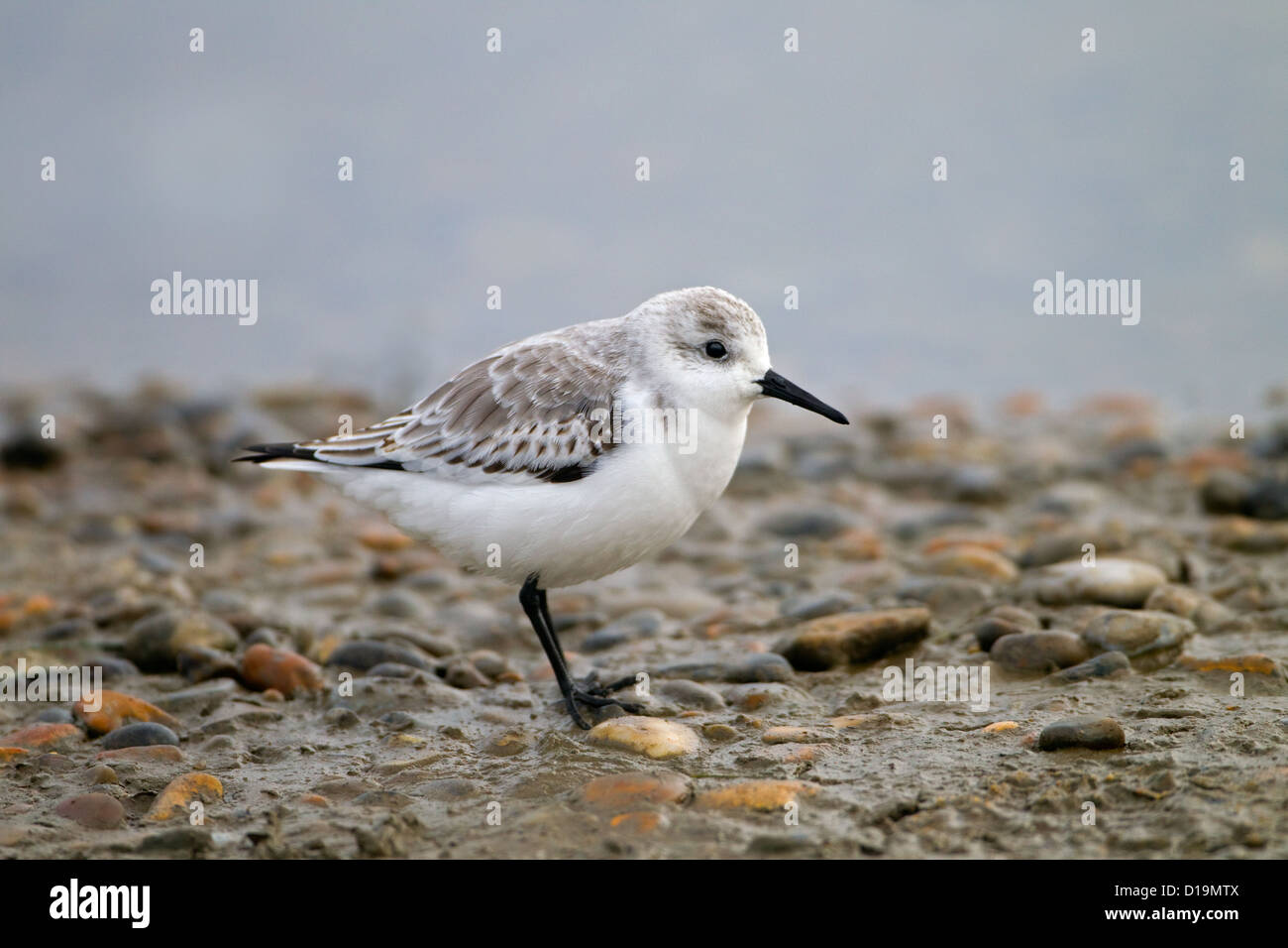 Sanderling Calidris alba feeding on North Norfolk Beach in Winter Stock ...