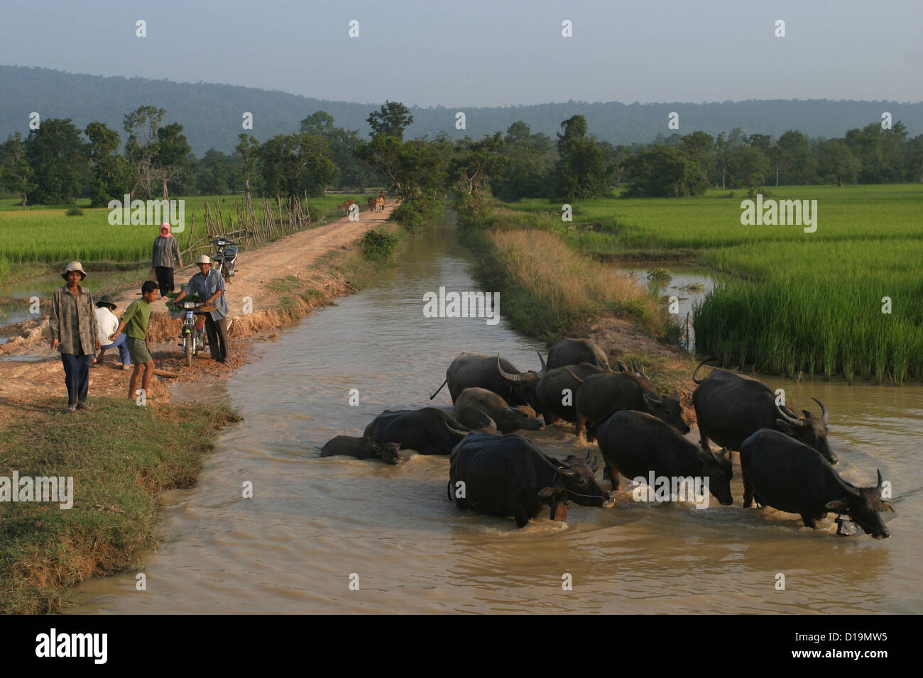 Cambodian farmers chase buffalo back home Stock Photo - Alamy