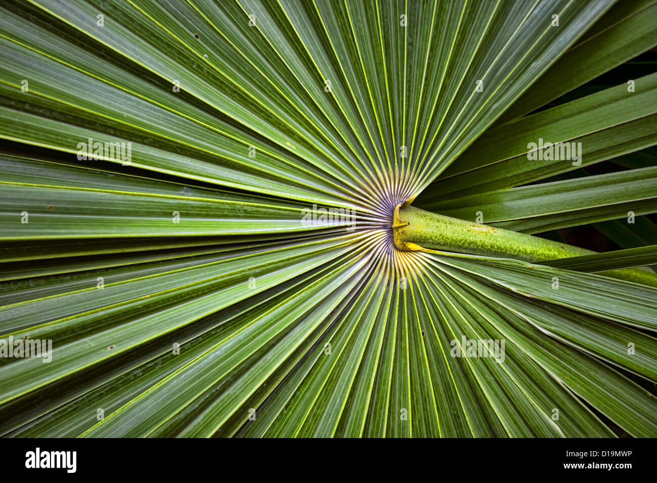 Close up photo of a fan palm frond showing center in an abstract design ...