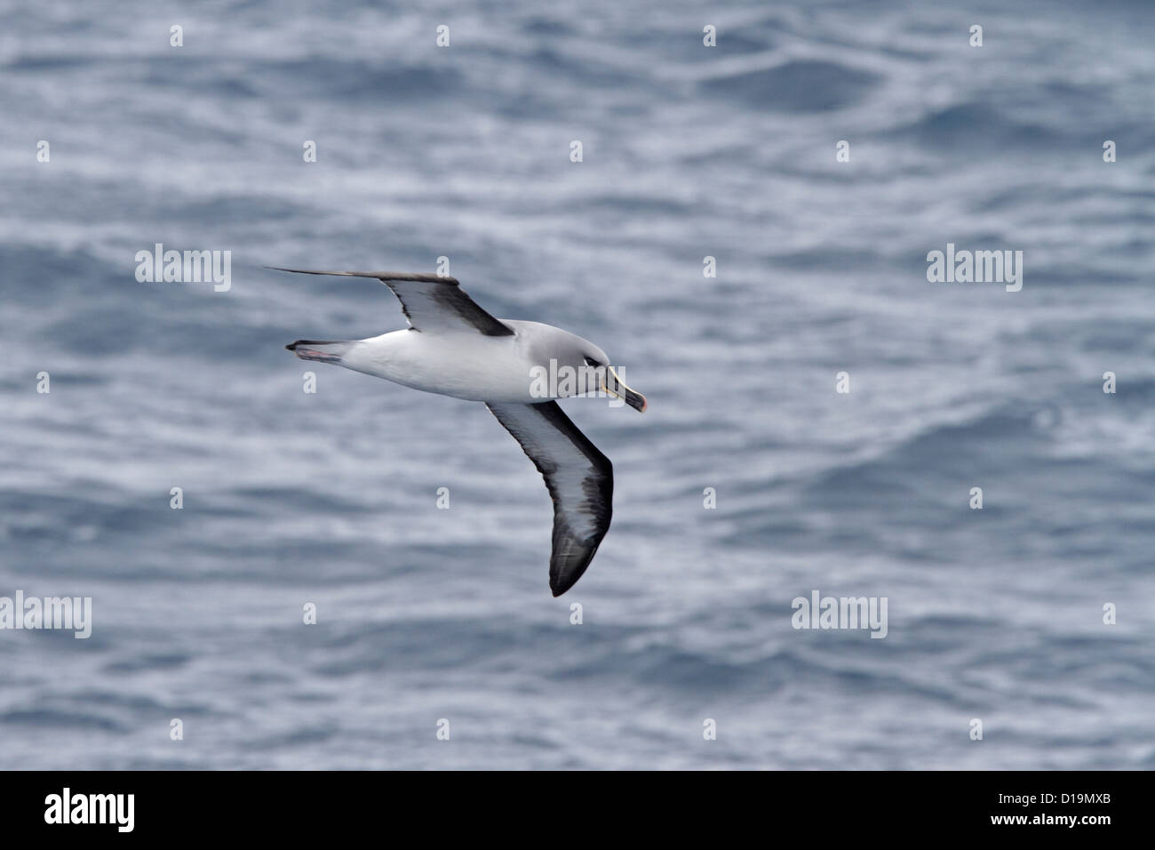 Grey Headed Albatross flying over the sea off South Georgia Stock Photo ...