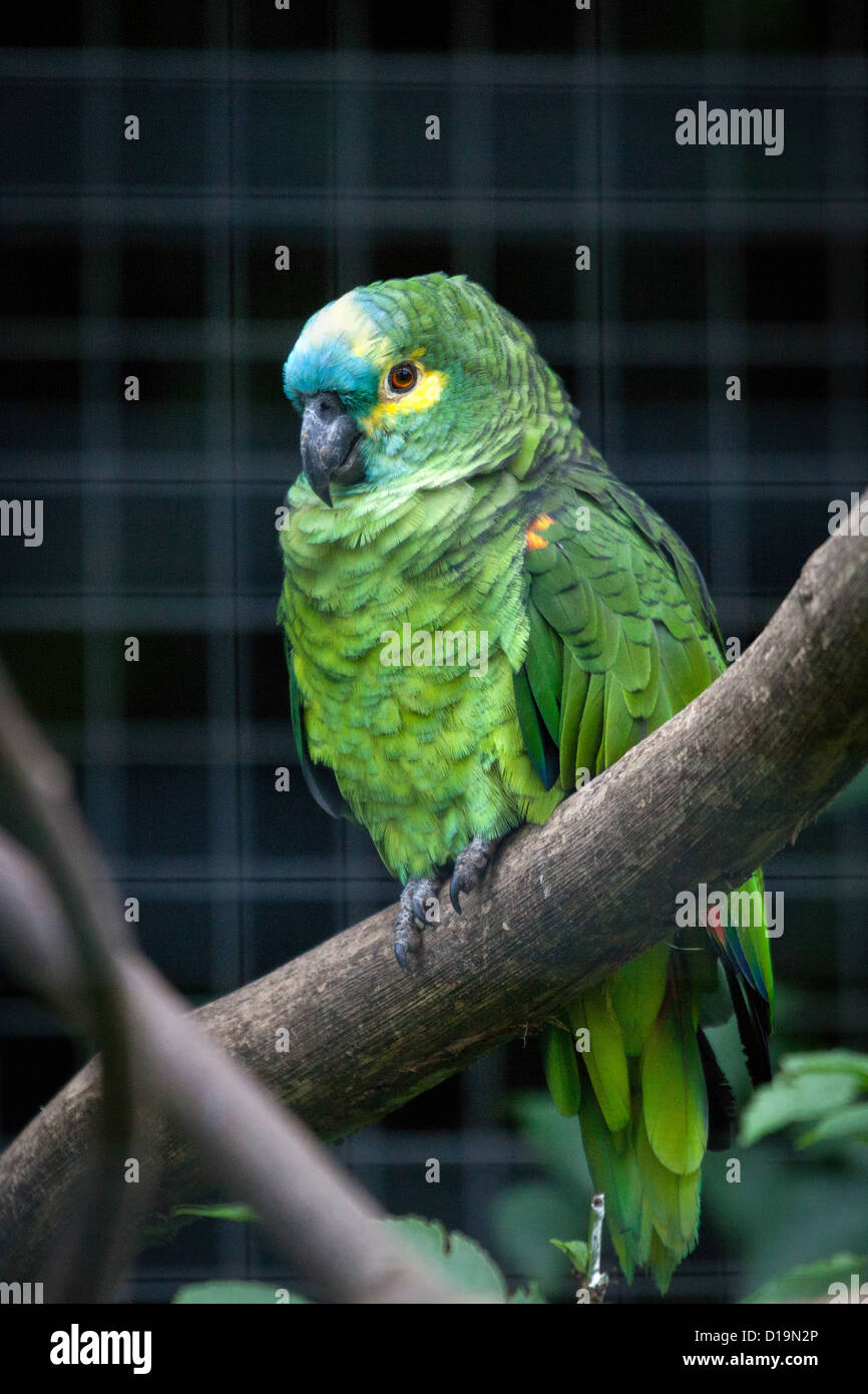 Orange-winged Amazon (amazon amazonica Stock Photo - Alamy