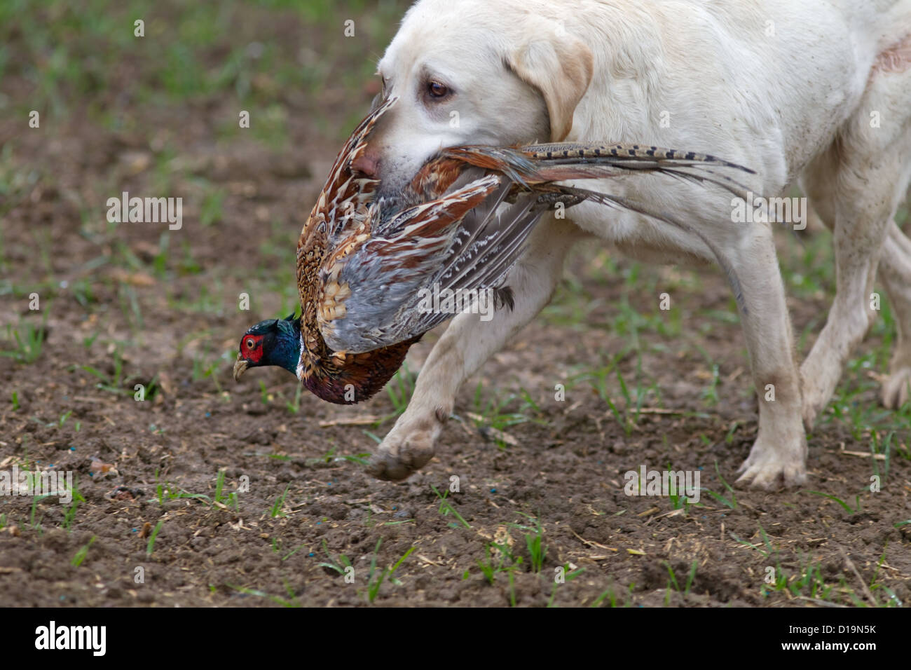 Yellow Labrador retrieving pheasant on shoot mid November Stock Photo ...