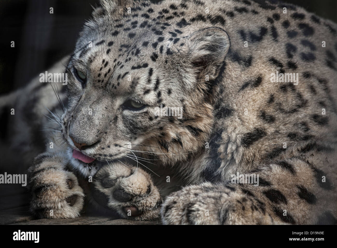 Snow Leopard (Panthera uncia Stock Photo - Alamy