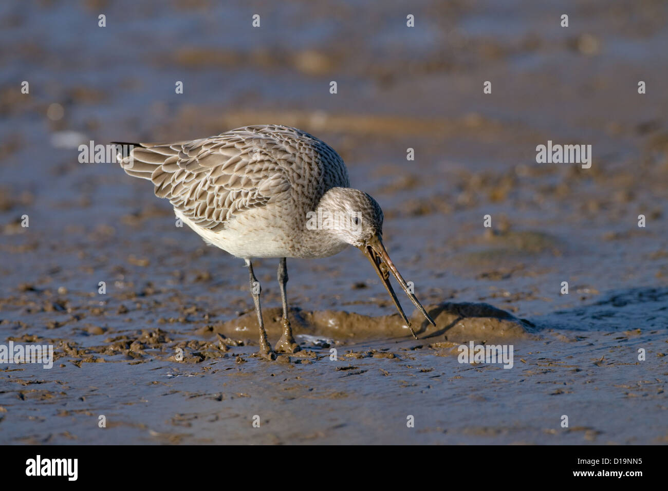 Bar-tailed Godwit Limosa lapponica on coastal mudflats Norfolk Winter ...