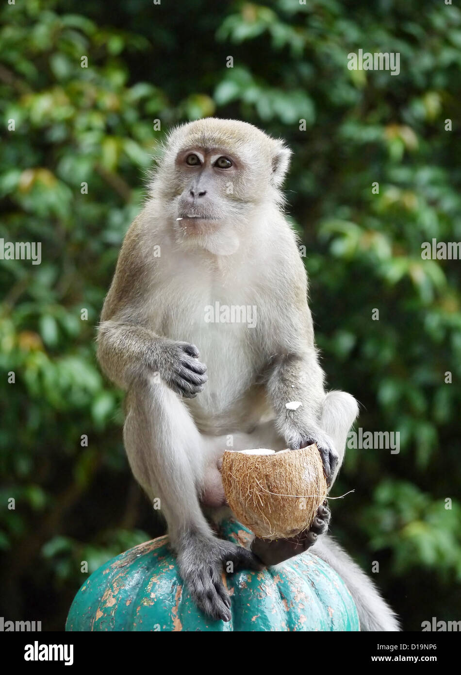 A Portrait of a Monkey and a Coconut Stock Photo - Alamy