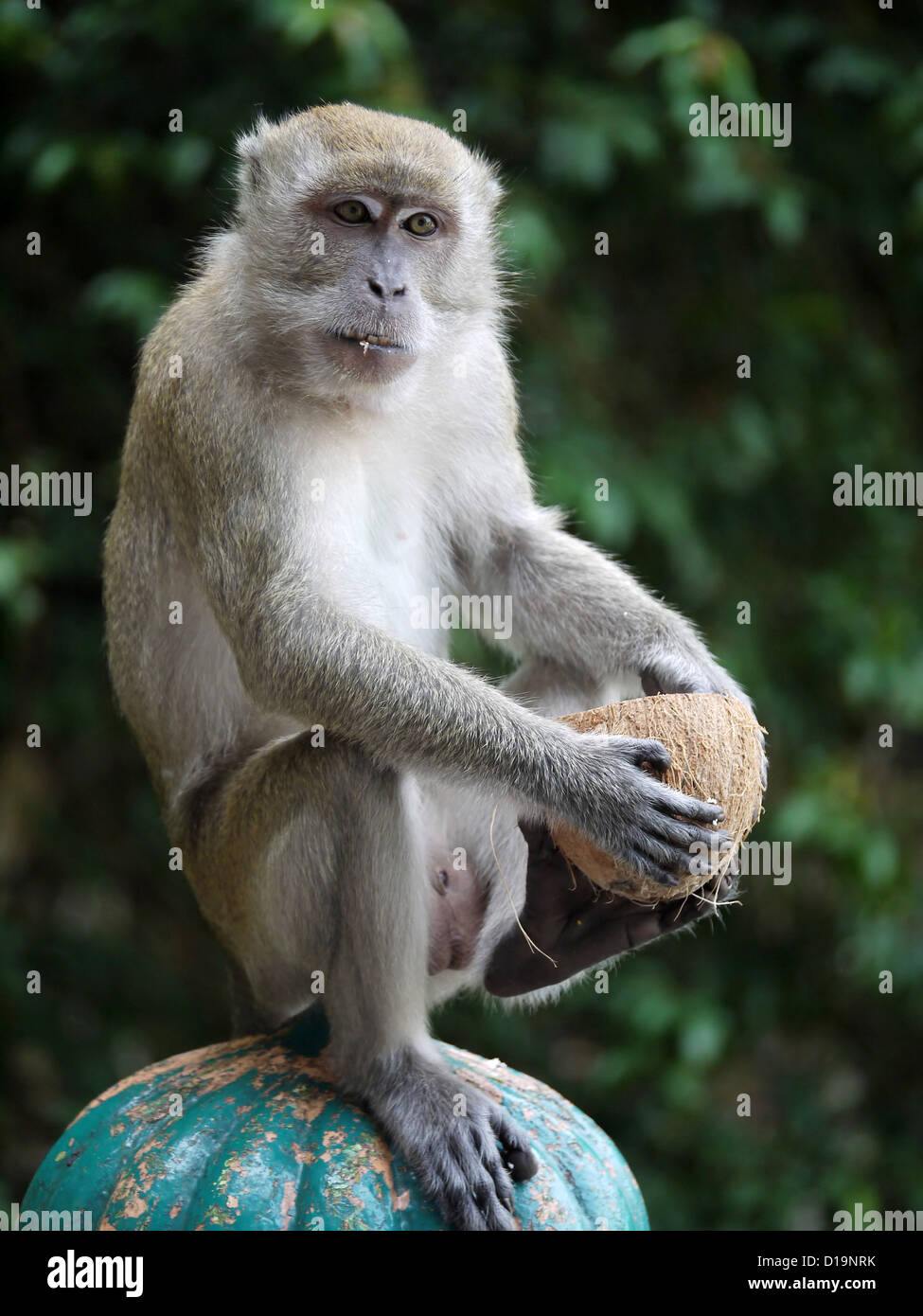 A Portrait of a Monkey and a Coconut Stock Photo - Alamy