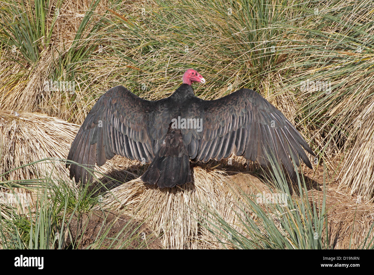Vulture wings hi-res stock photography and images - Alamy