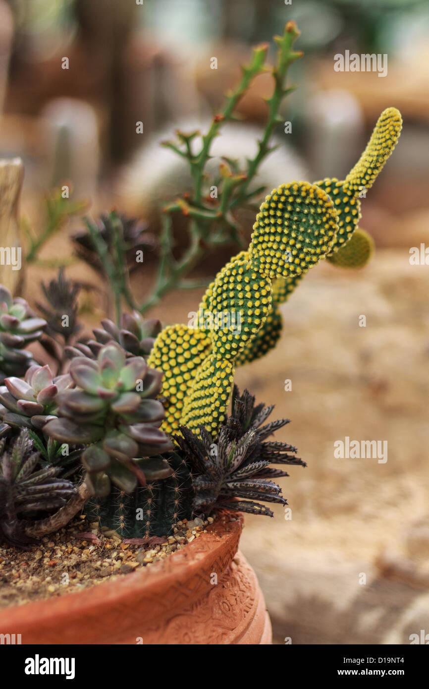 Stock images cactus hi-res stock photography and images - Alamy