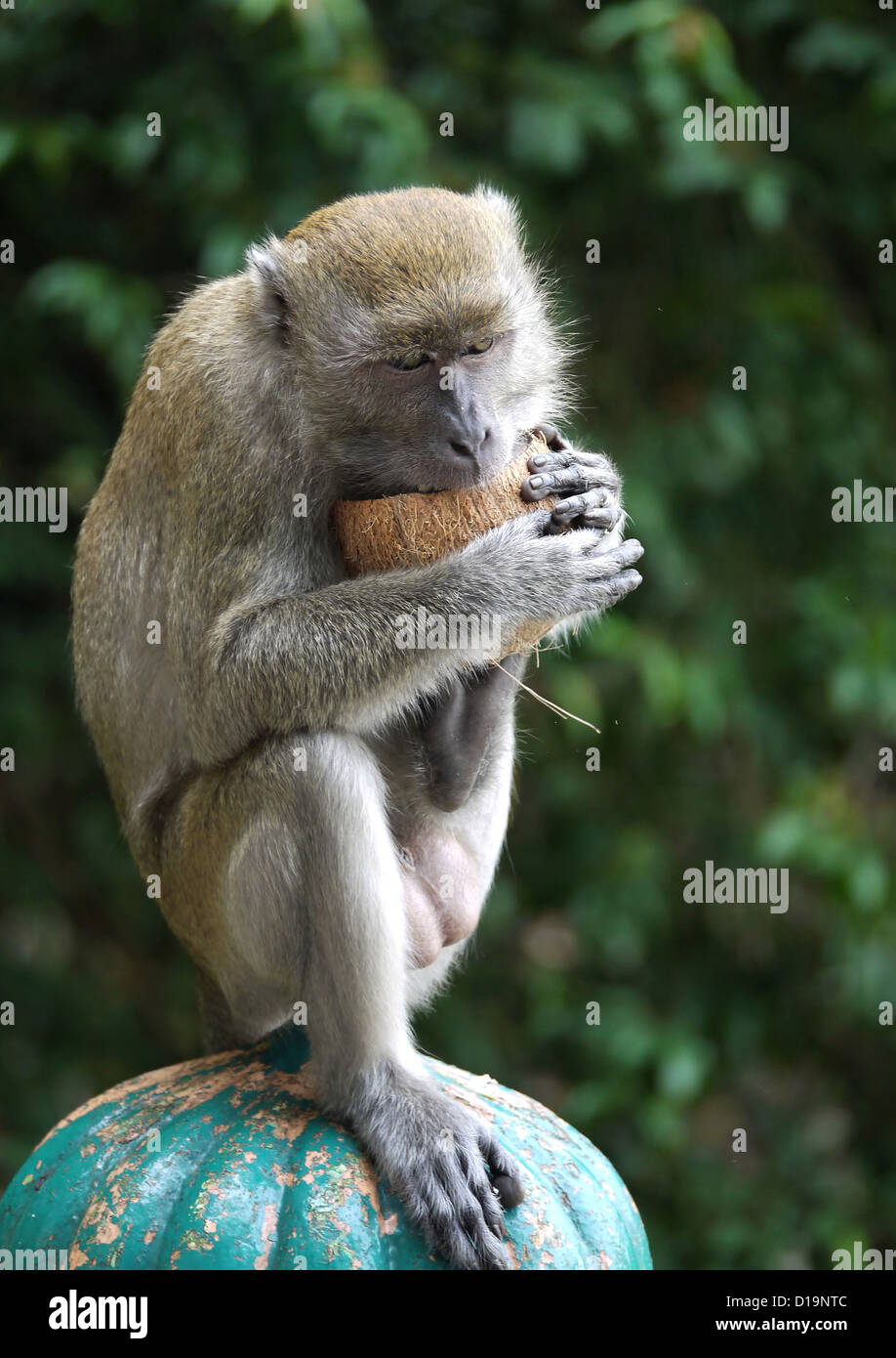 A Portrait of a Monkey and a Coconut Stock Photo - Alamy