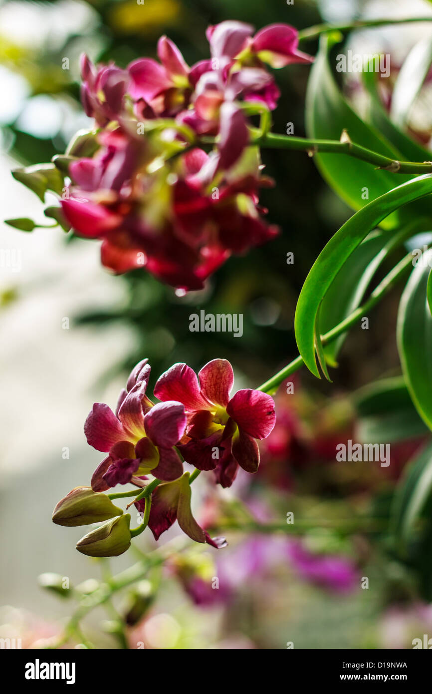 Orchids images hi-res stock photography and images - Alamy