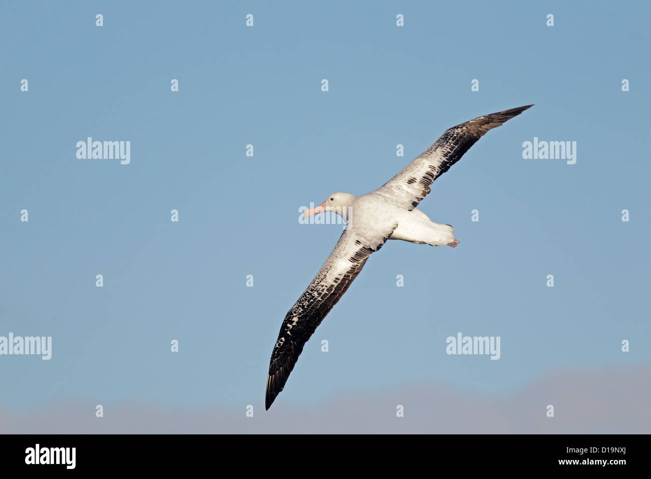 Adult wandering Albatross in flight Stock Photo - Alamy