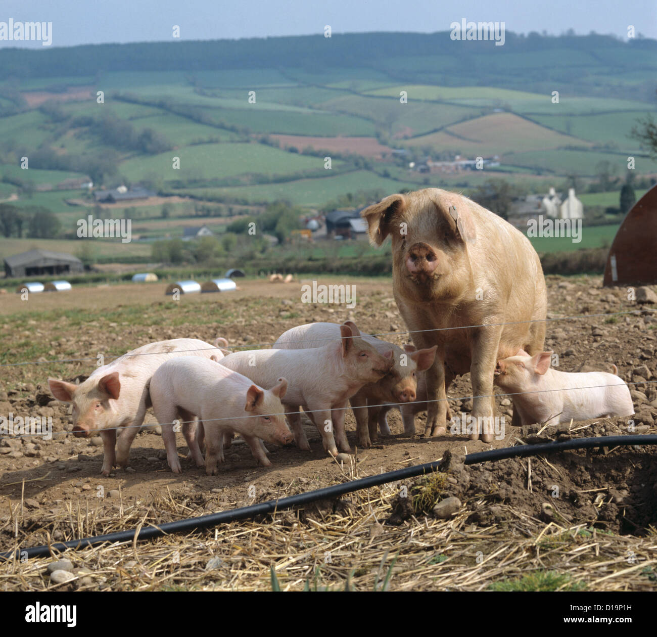 The duroc pig hi-res stock photography and images - Alamy