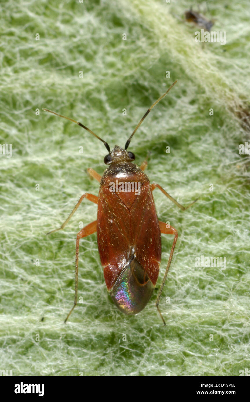 Psallus hi-res stock photography and images - Alamy