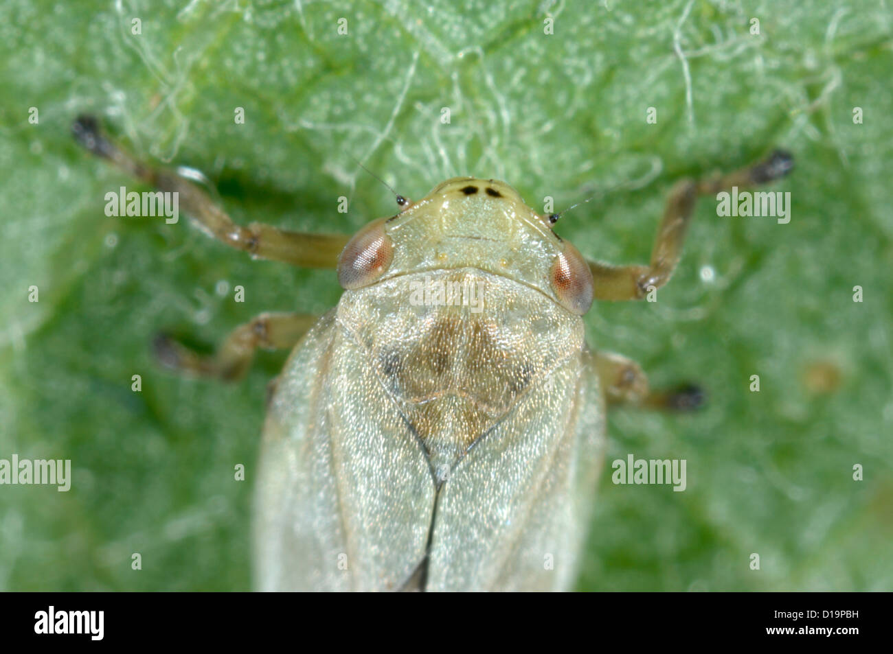 Common froghopper, Philaenus spumarius, late stage nymph head, eyes and ...