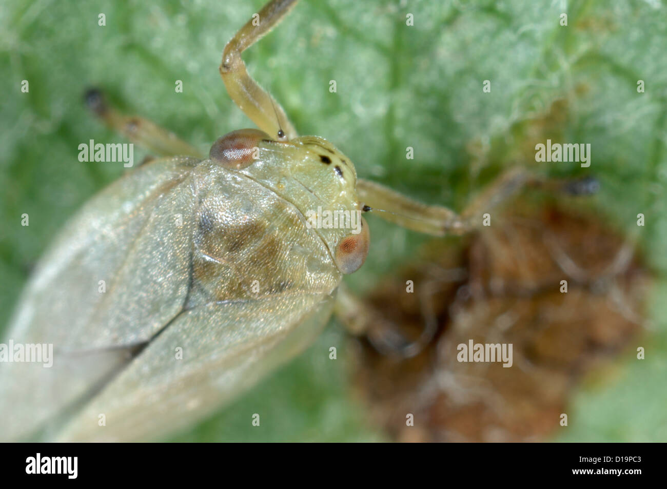 Common froghopper, Philaenus spumarius, late stage nymph head, eyes and ...
