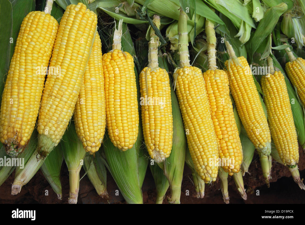 Golden corns hi-res stock photography and images - Alamy