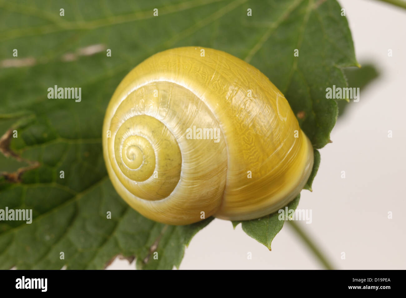 Banded snail hi-res stock photography and images - Alamy