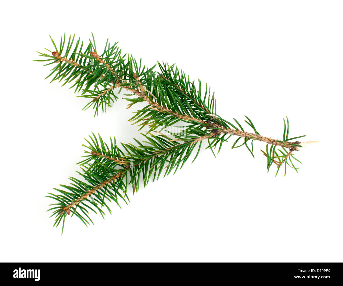 Fir branch on white background Stock Photo - Alamy