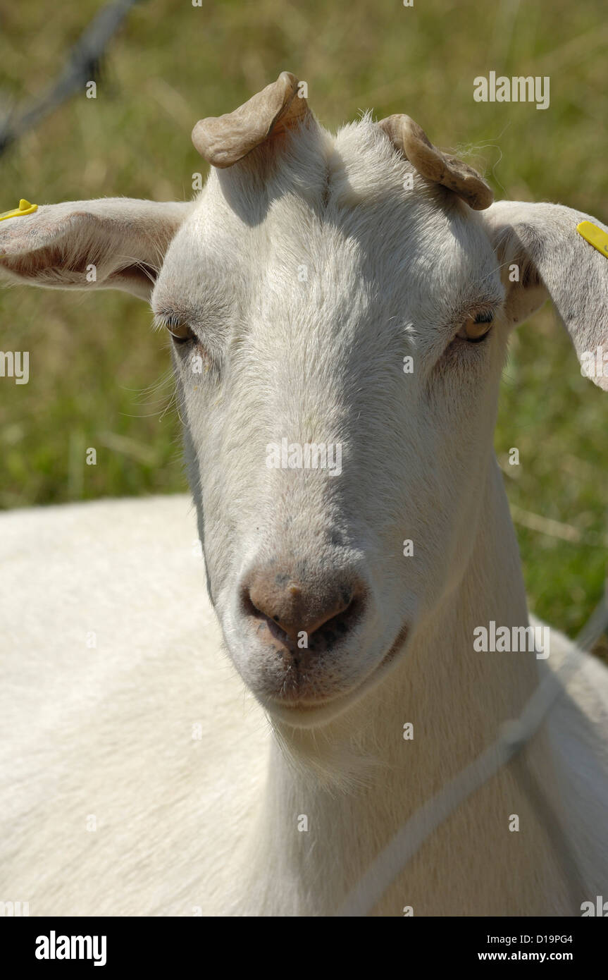 Deformed Animal Horns