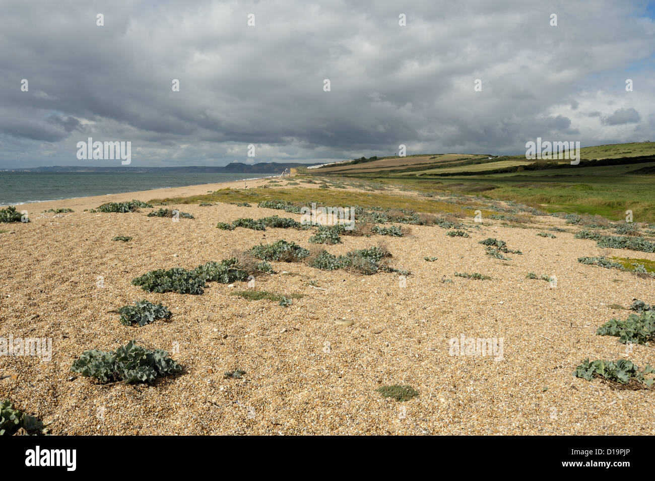 Sparse vegetation hi-res stock photography and images - Alamy