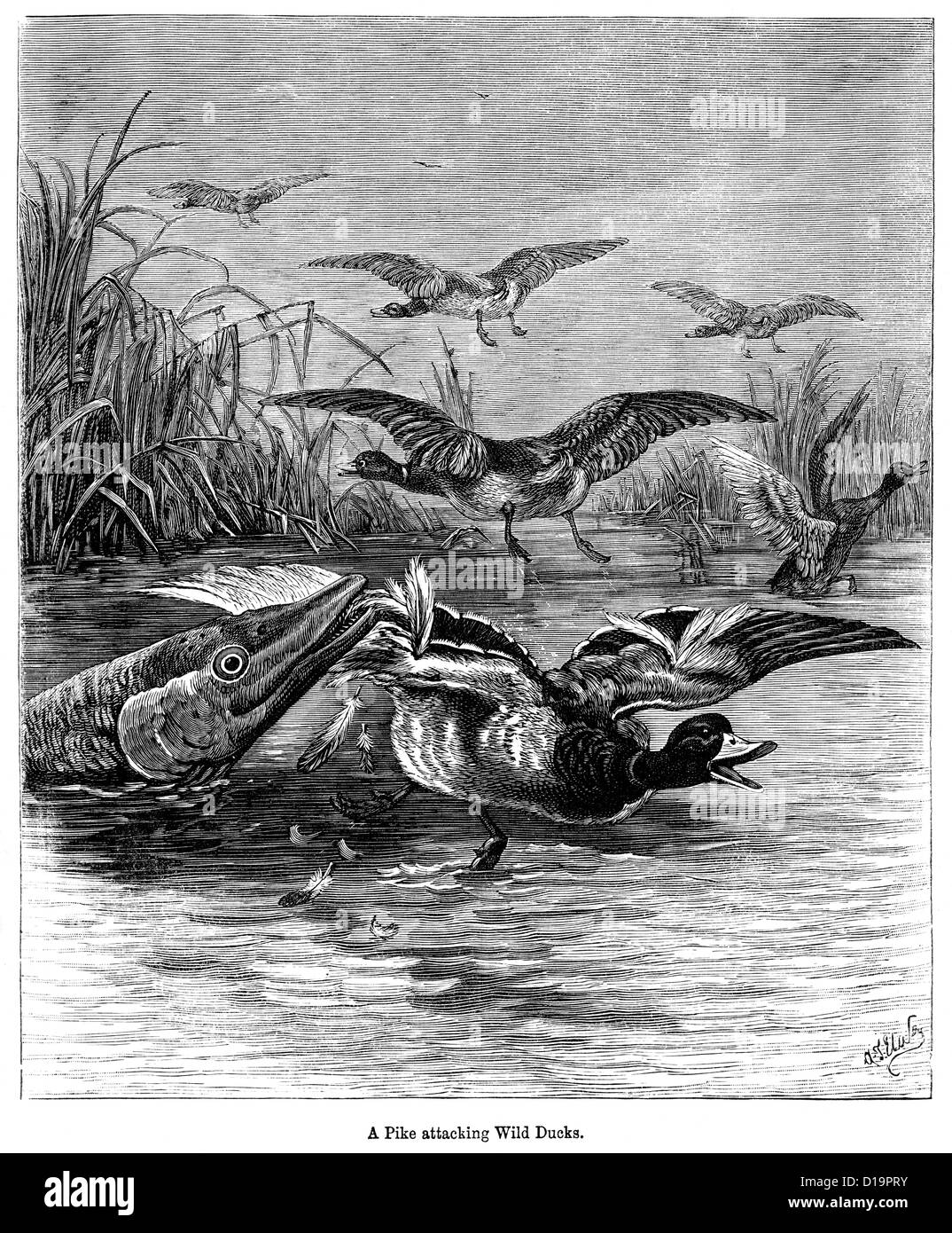 Victorian engraving of a pike attacking wild ducks, 1897 Stock Photo ...