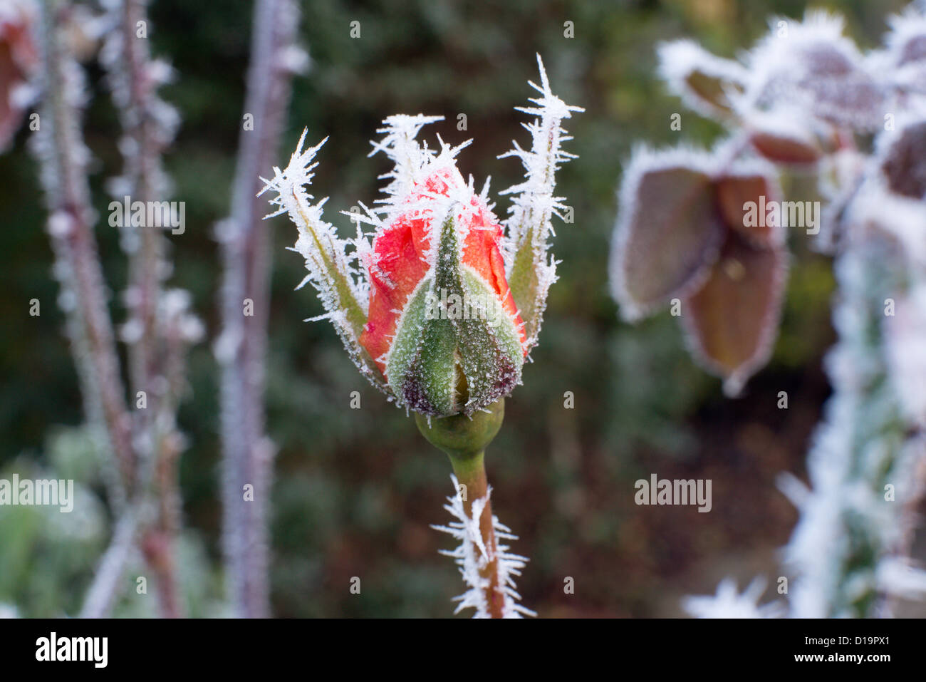 Rose bad in winter hi-res stock photography and images - Alamy