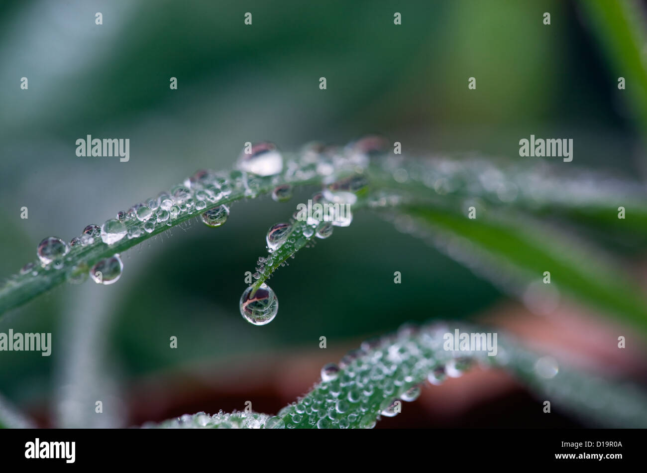 frosted Dew on grass winter morning Stock Photo - Alamy