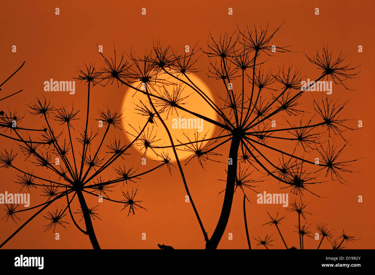 Torilis japonica hi-res stock photography and images - Alamy