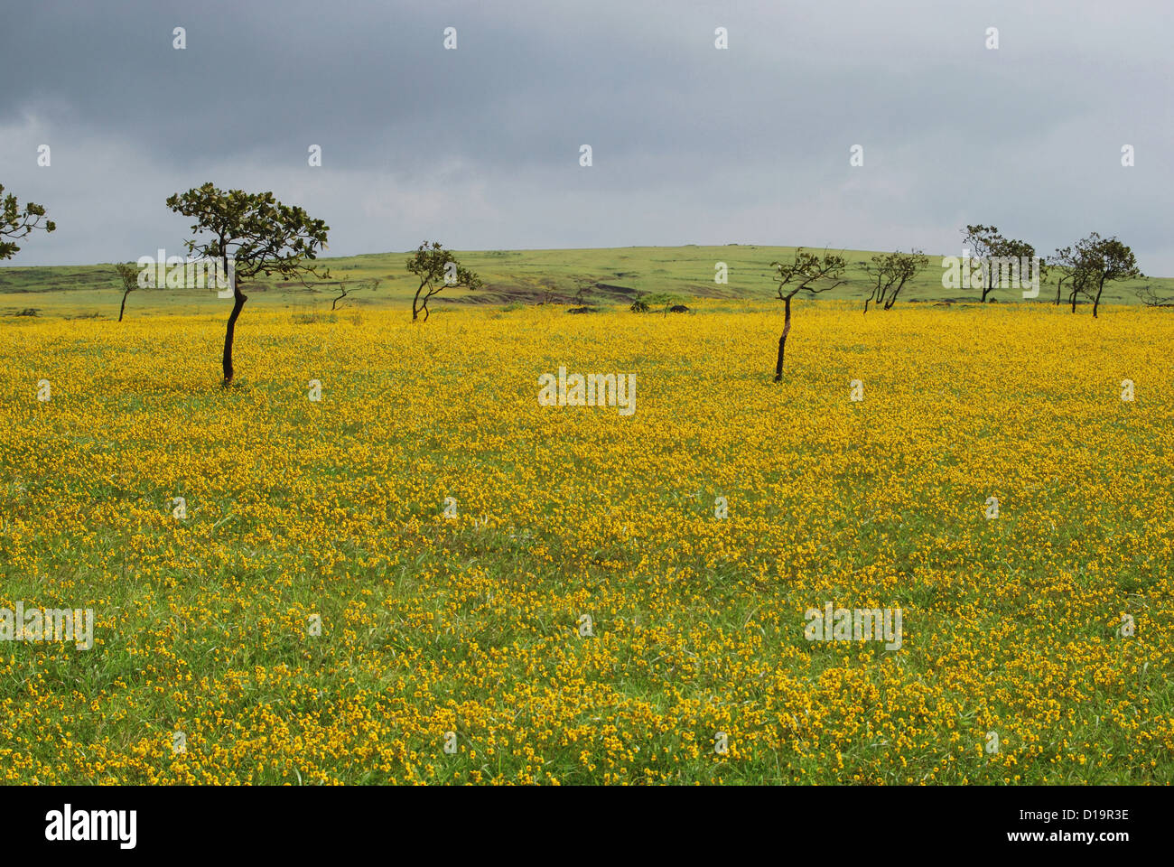 A beautiful landscape in the monsoon season near Malakapur village ...