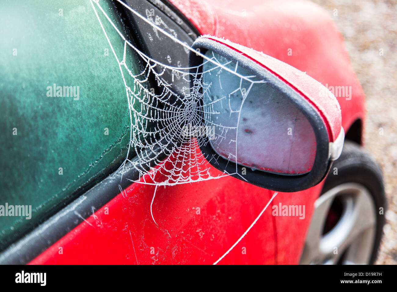 Spider web on car wing hi-res stock photography and images - Alamy