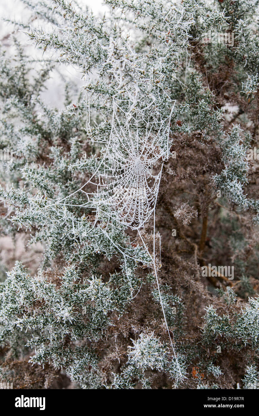 Frost covered spider's web on a gorse bush Stock Photo - Alamy
