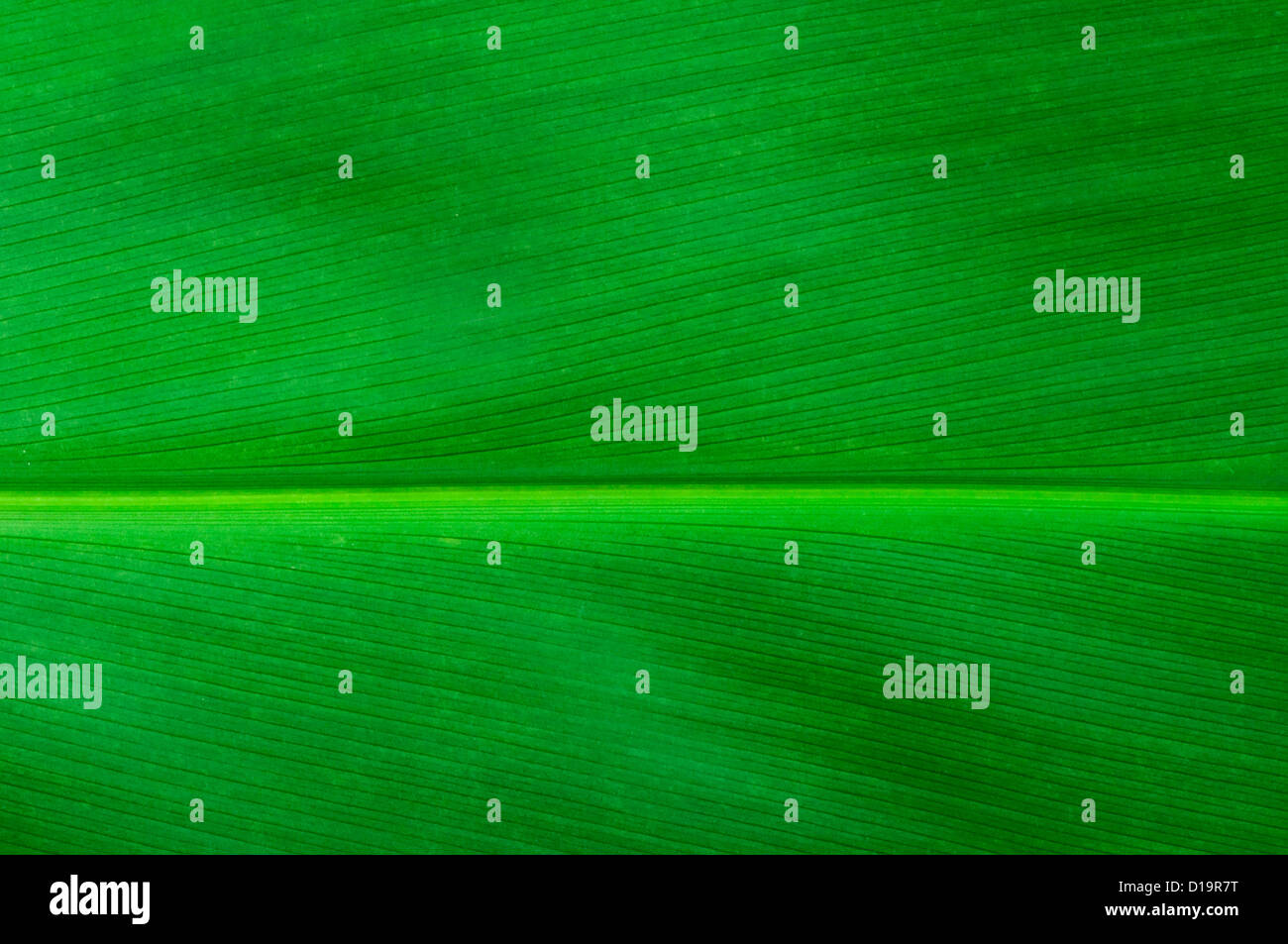 Natural background of green leaf. Close up leaf surface Stock Photo - Alamy