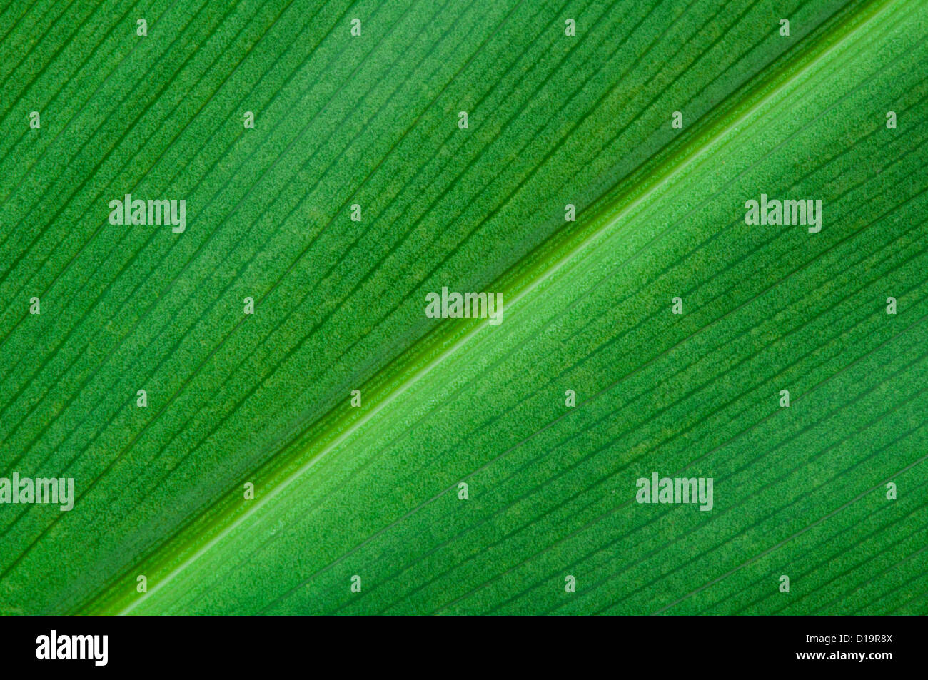 Natural background of green leaf. Close up leaf surface Stock Photo - Alamy