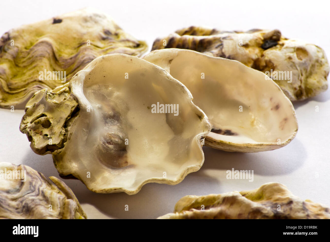 oyster shells on white background Stock Photo - Alamy
