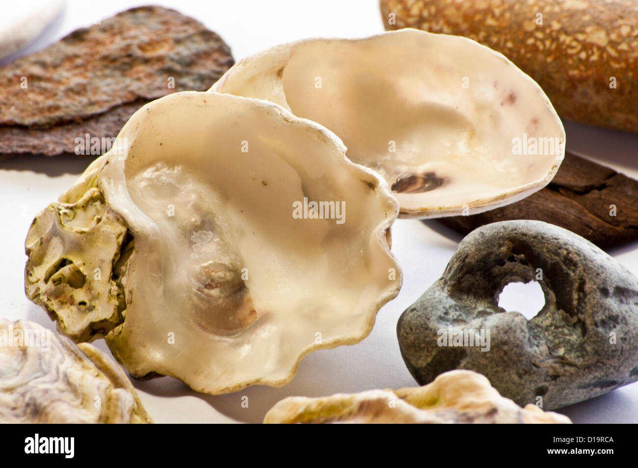 Open oyster shell hi-res stock photography and images - Alamy