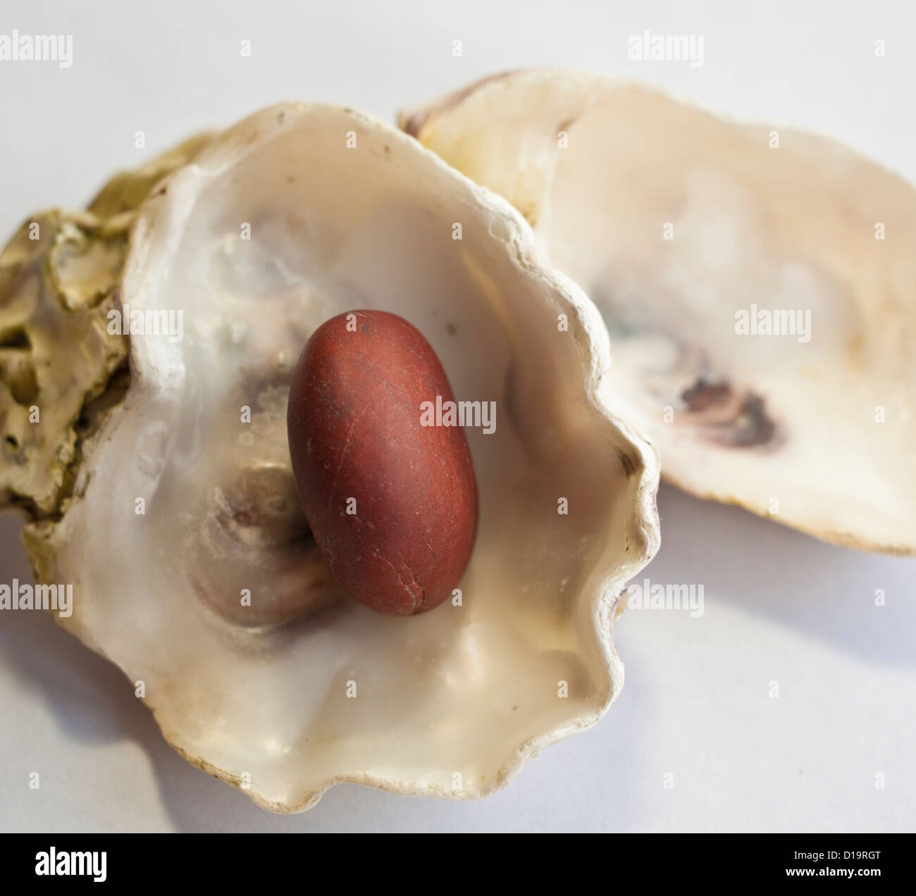 oyster shells on white background Stock Photo - Alamy
