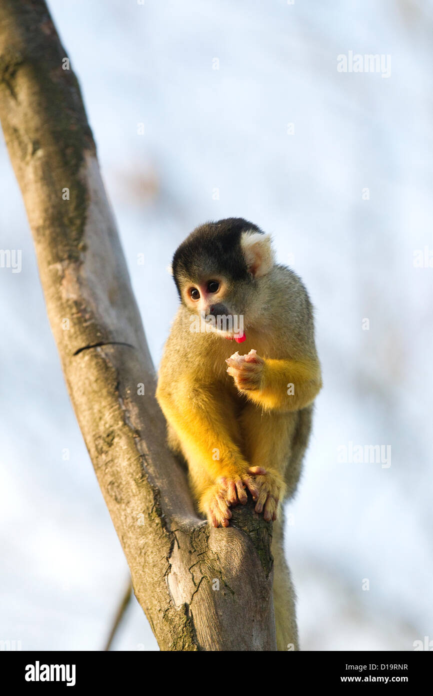 Monkeys in enclosure hi-res stock photography and images - Alamy