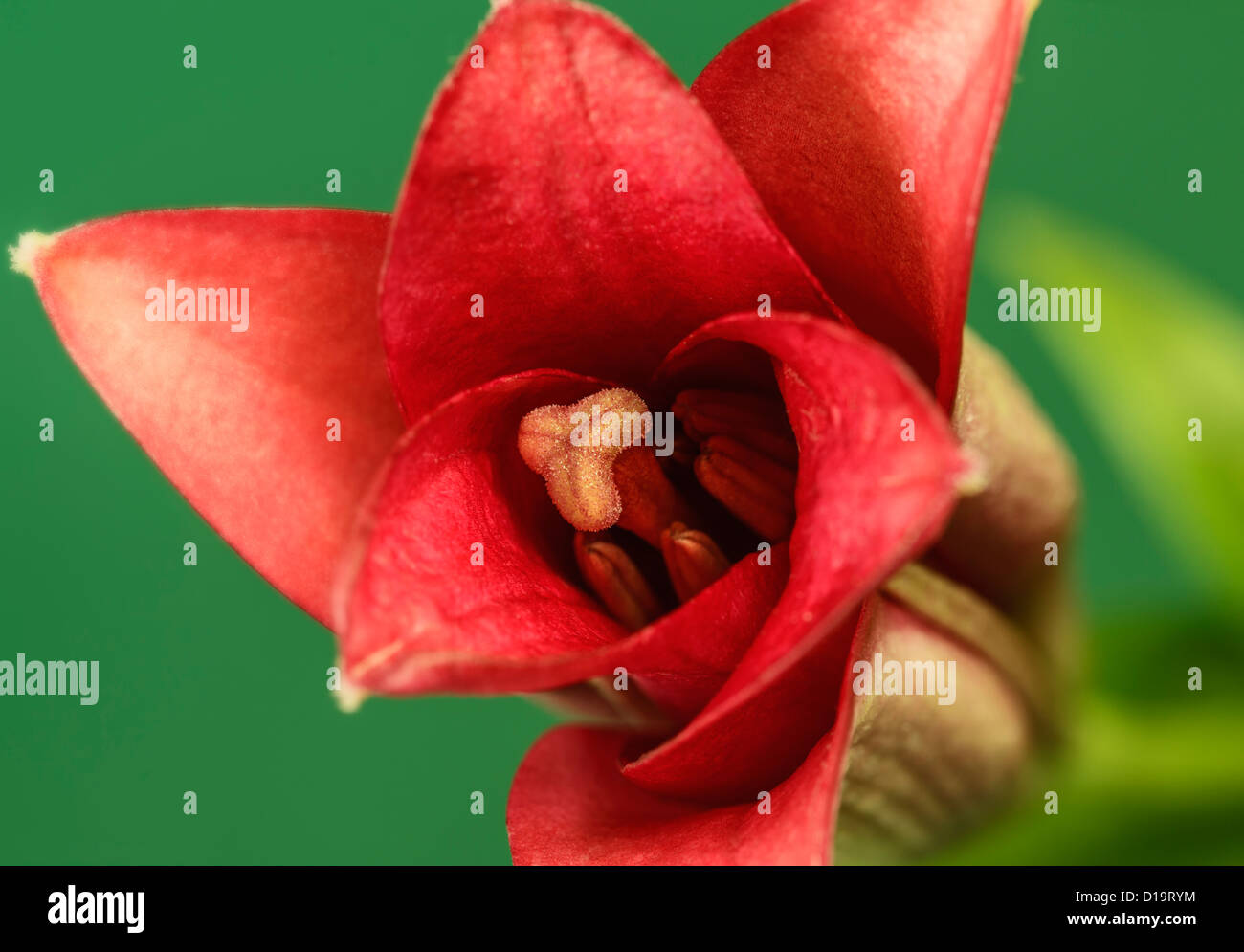 close up of a red lily Stock Photo - Alamy